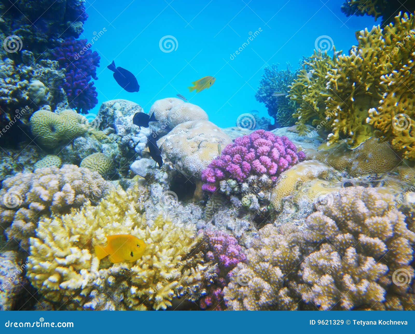 De Ertsader Van Het Hard-koraal in Rode Overzees Stock Afbeelding ...