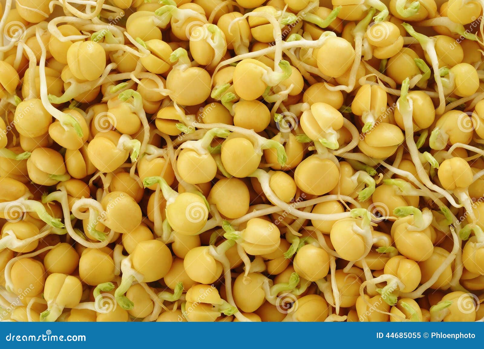 De Erwt Ontspruit Achtergrond Stock Afbeelding - Image of salade ...