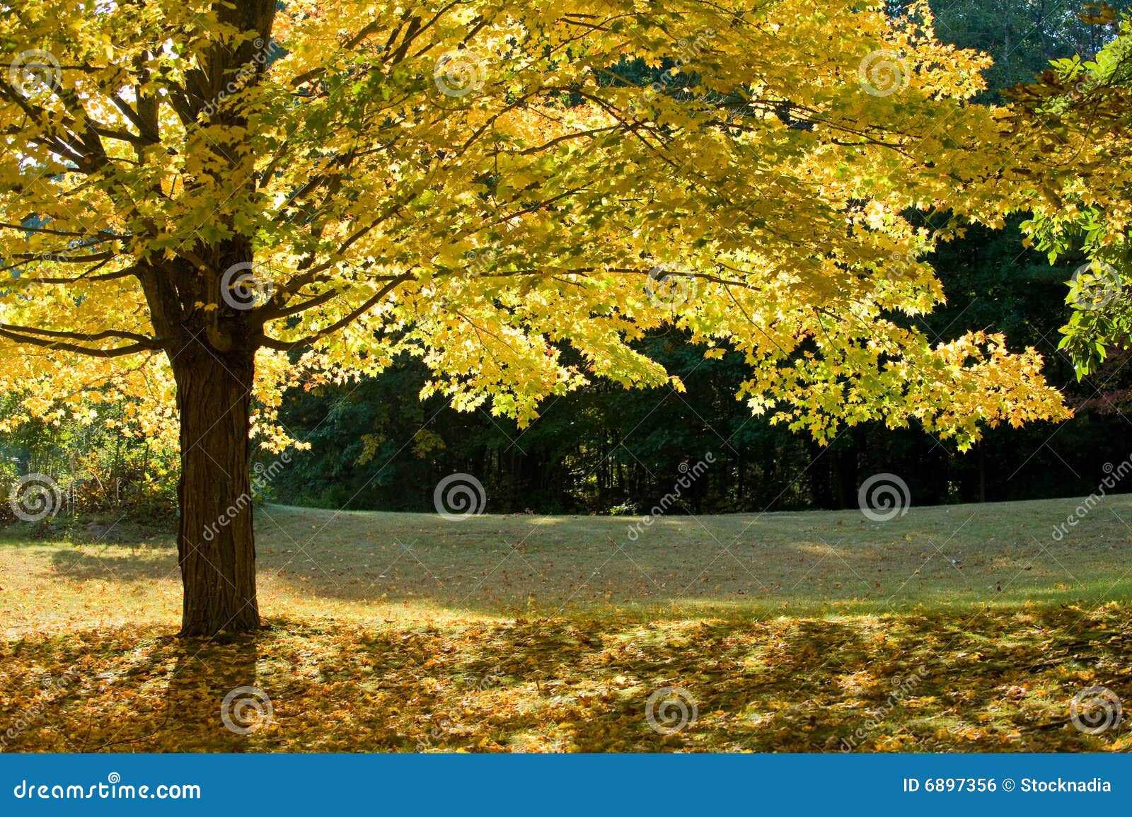 De esdoorn van de herfst stock foto. Image of gouden, boom - 6897356