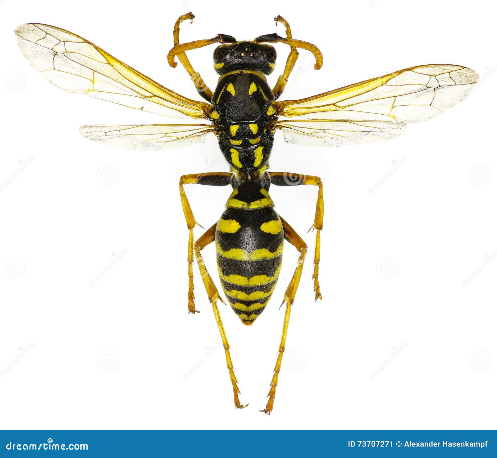 De Europese Document Wesp Op Witte Achtergrond Stock Afbeelding - Image ...