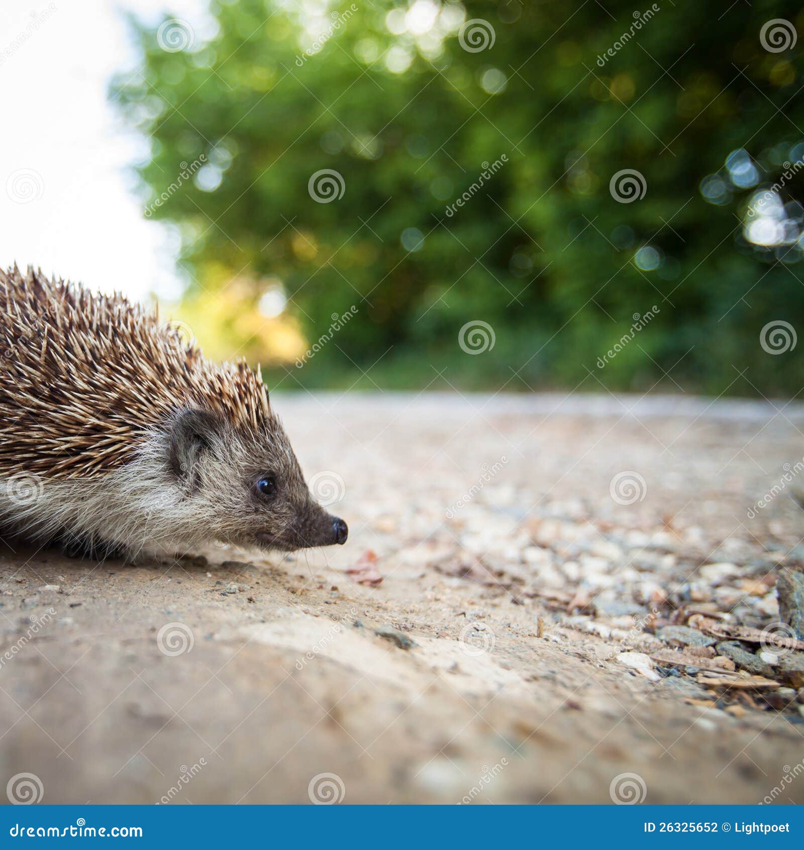 De Europese Egel Van De Baby Stock Foto - Image of snuifje, gegrom ...