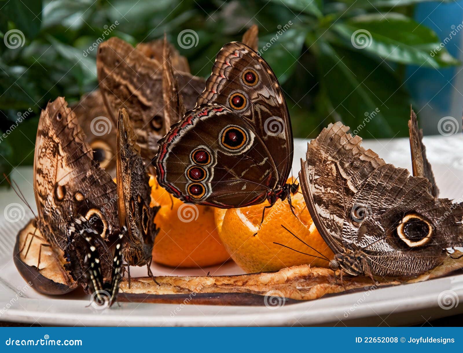 De Exotische Vlinders Die Van De Uil Op Fruit Voeden Stock Foto - Image ...