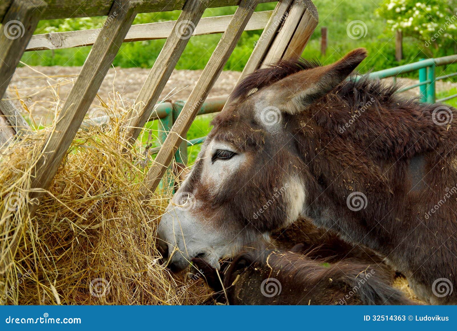 De ezel stock afbeelding. Image of gezicht, nave, landbouwbedrijf ...
