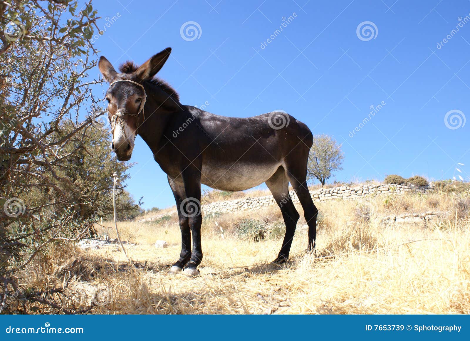 De Ezel van Cyprus stock afbeelding. Image of cyprus, landbouwbedrijf ...
