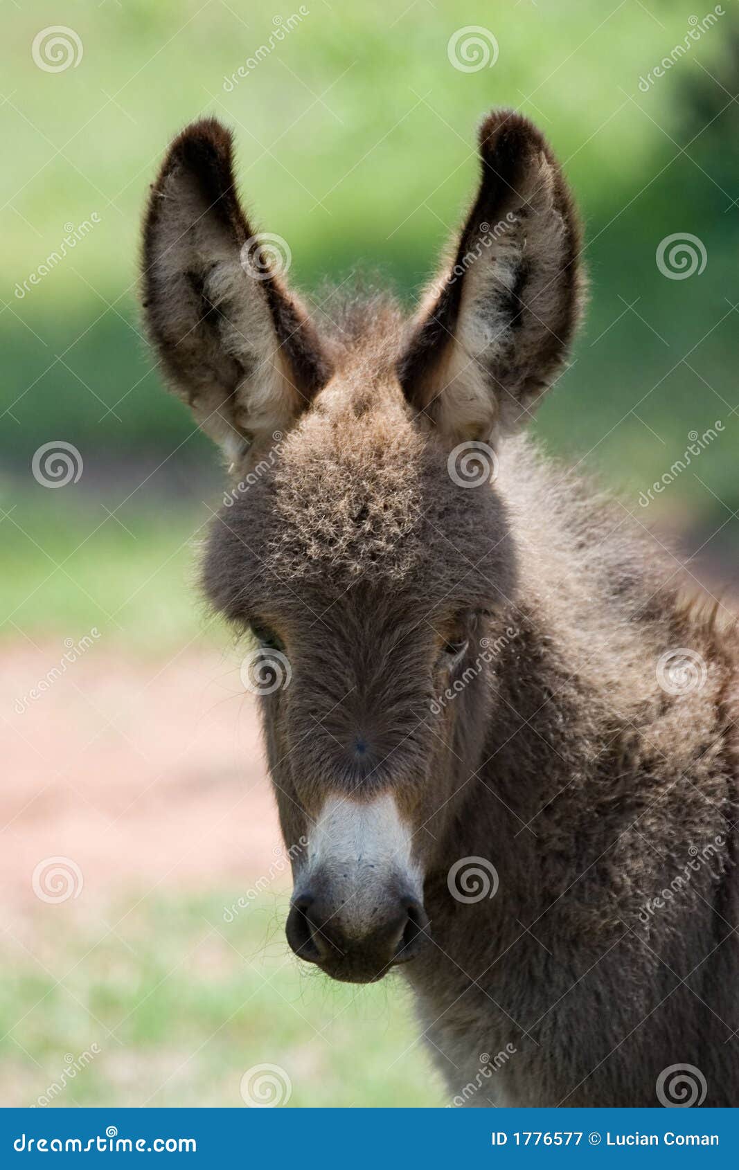 De ezel van de baby stock afbeelding. Image of landelijk - 1776577