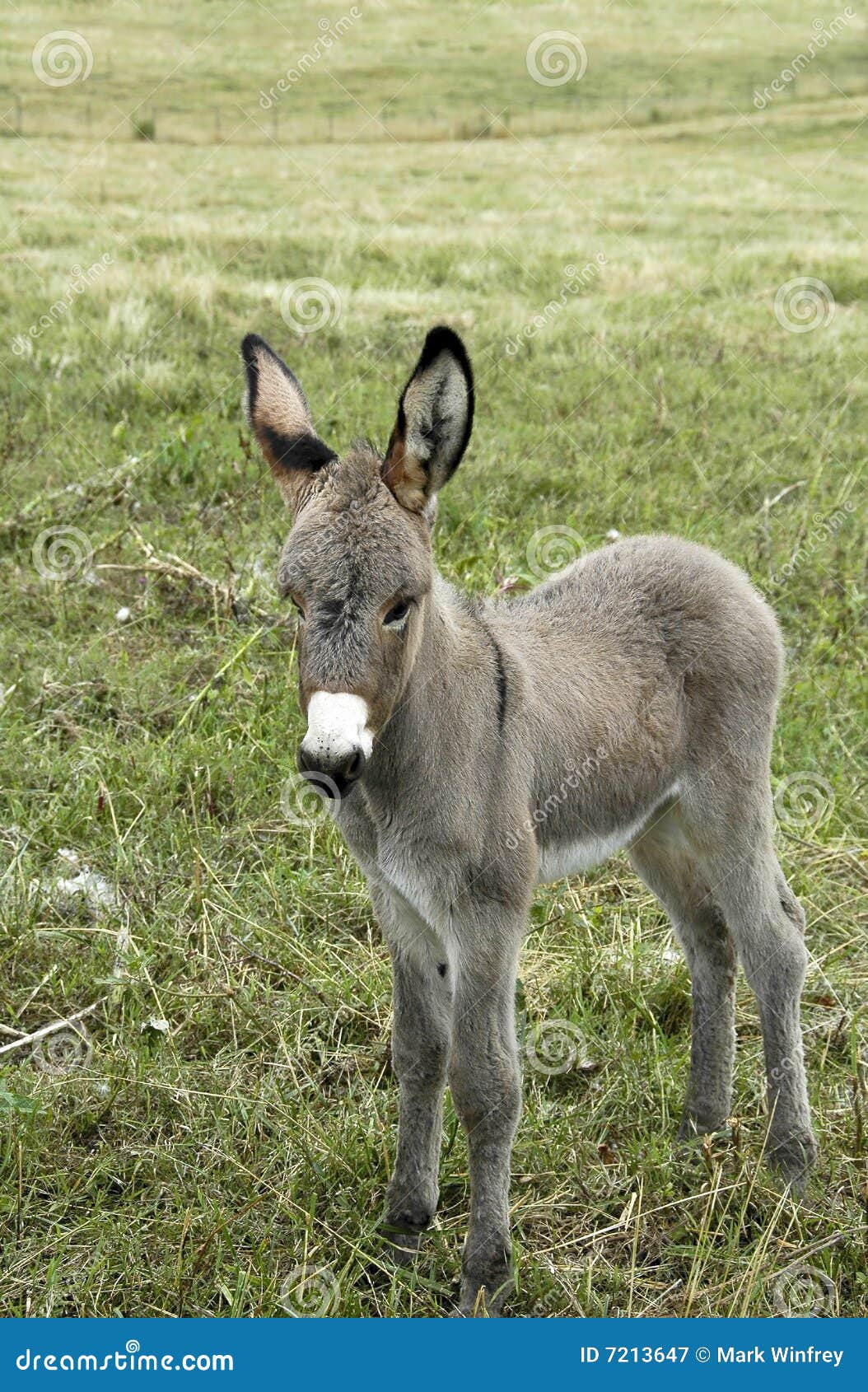 De Ezel van de baby stock afbeelding. Image of dieren - 7213647