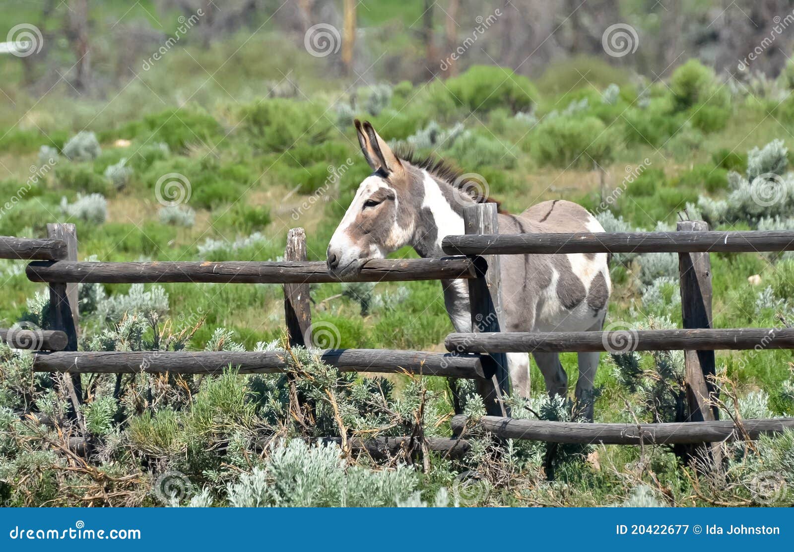 De Ezel van de verf stock afbeelding. Image of boerderij - 20422677