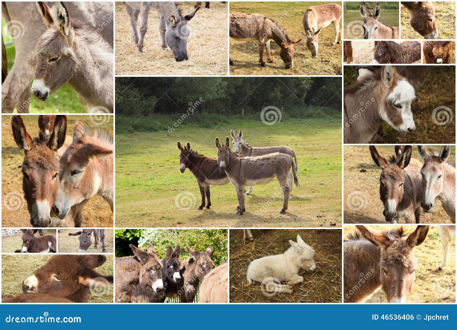 De Ezels Van De Fotocollage Stock Foto - Image of weide, grappig: 46536406