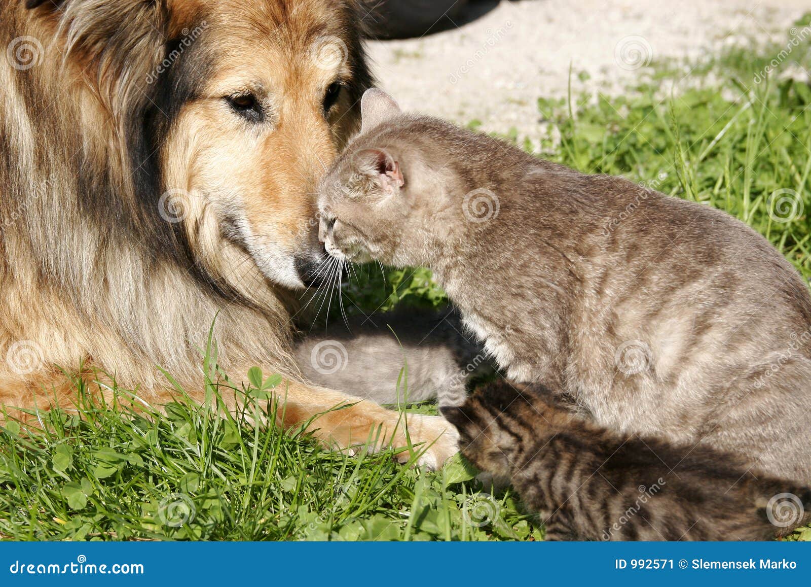 De Familie En De Hond Van De Kat Stock Afbeelding - Image of ...