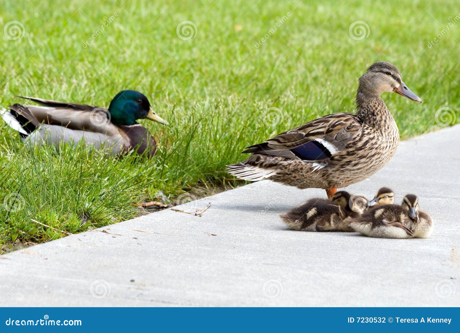 De Familie Van De Eend Van De Wilde Eend Stock Foto - Image of leugen ...