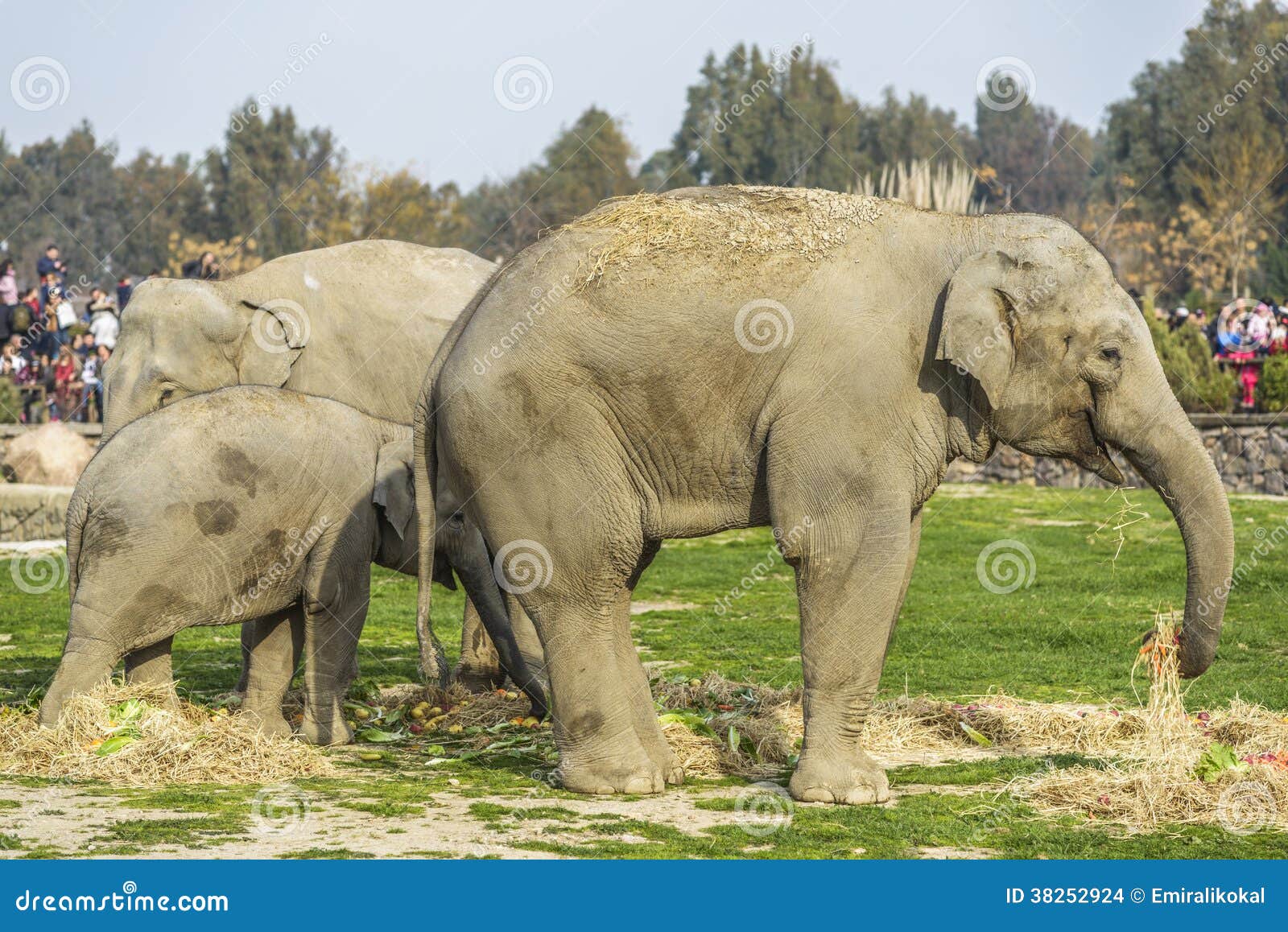 De familie van de olifant stock foto. Image of hemel - 38252924