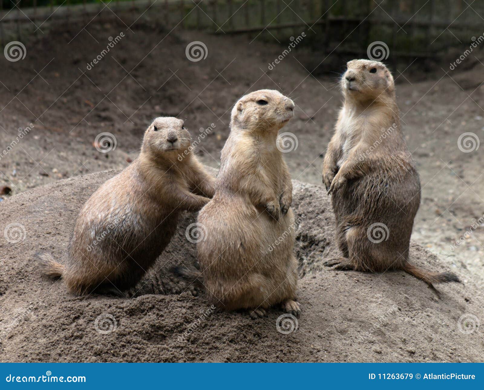 De Familie Van De Prairiehond Stock Afbeelding - Image of groenen ...