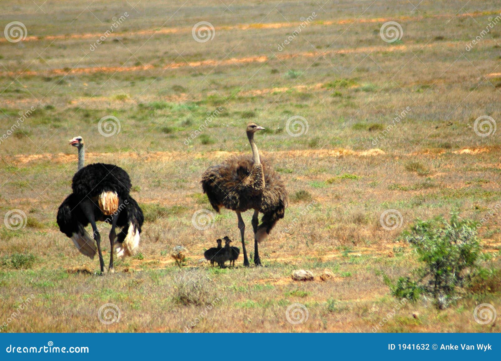 De Familie Van De Struisvogel Stock Foto - Image of afrikaans ...
