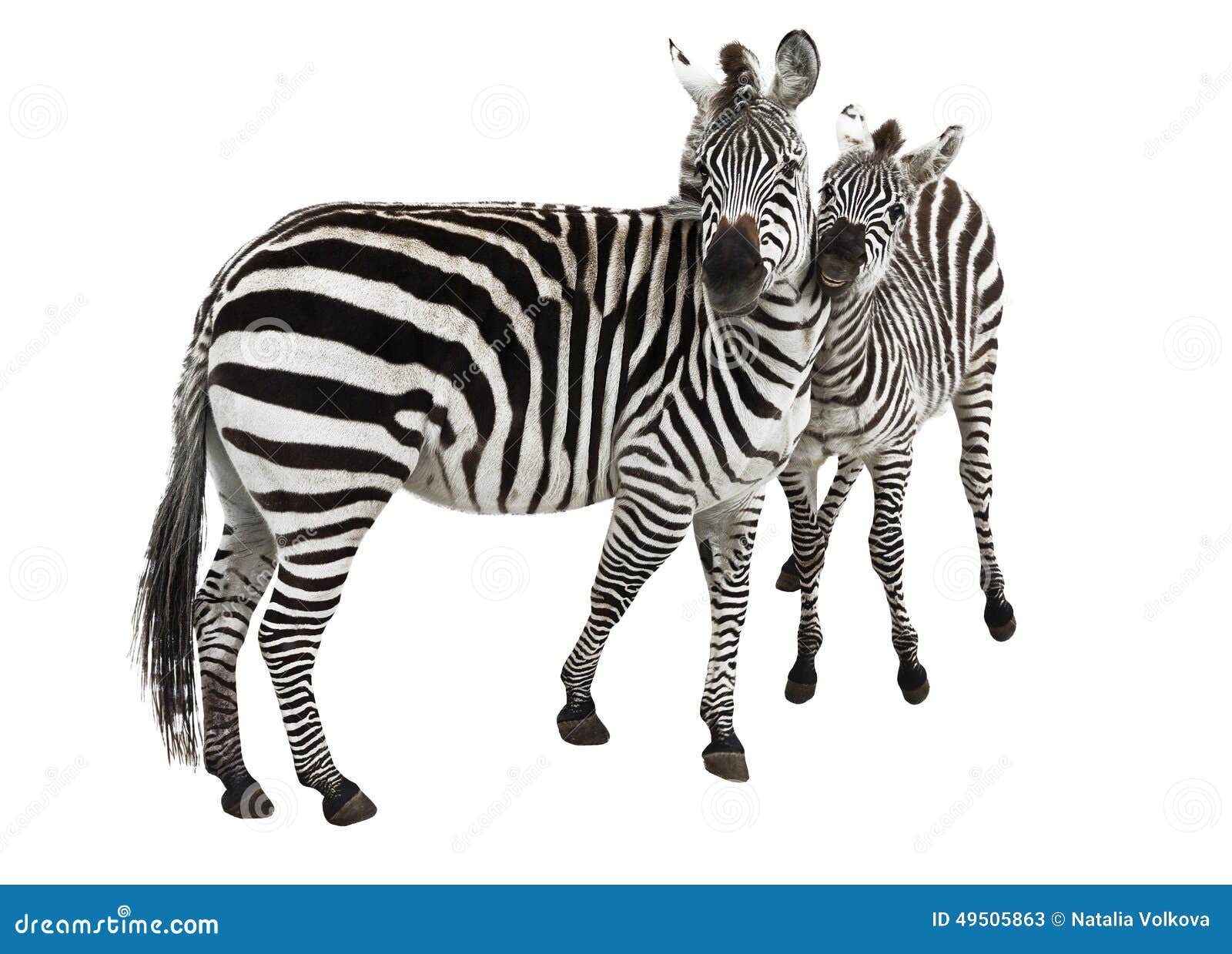 De familie van een Zebra stock afbeelding. Image of moeder - 49505863