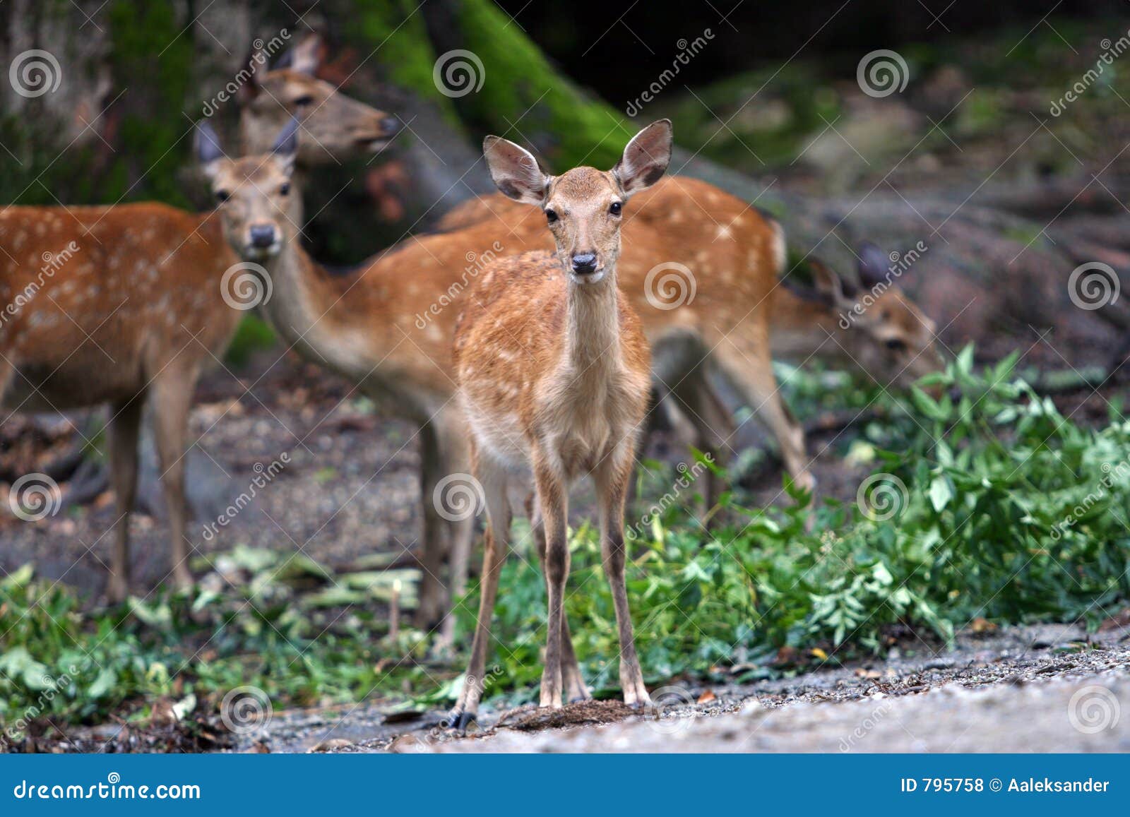 De familie van herten stock foto. Image of milieu, hout - 795758