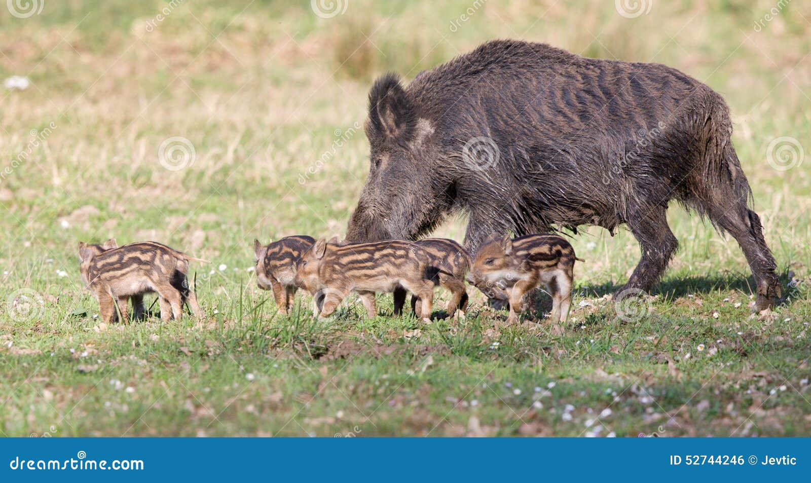 De Familie Van Het Everzwijn Stock Foto - Image of geboren, varken ...