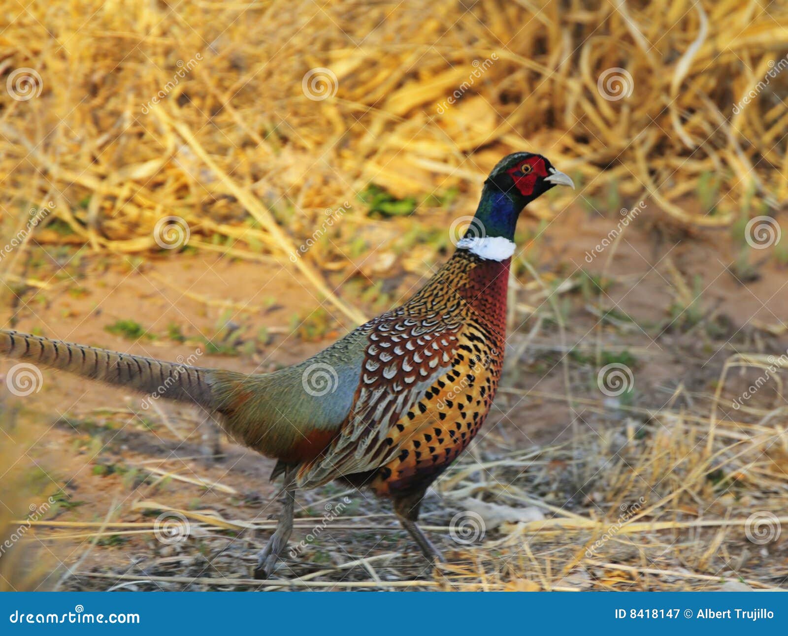 De Fazant van Ringneck stock afbeelding. Image of rivier - 8418147