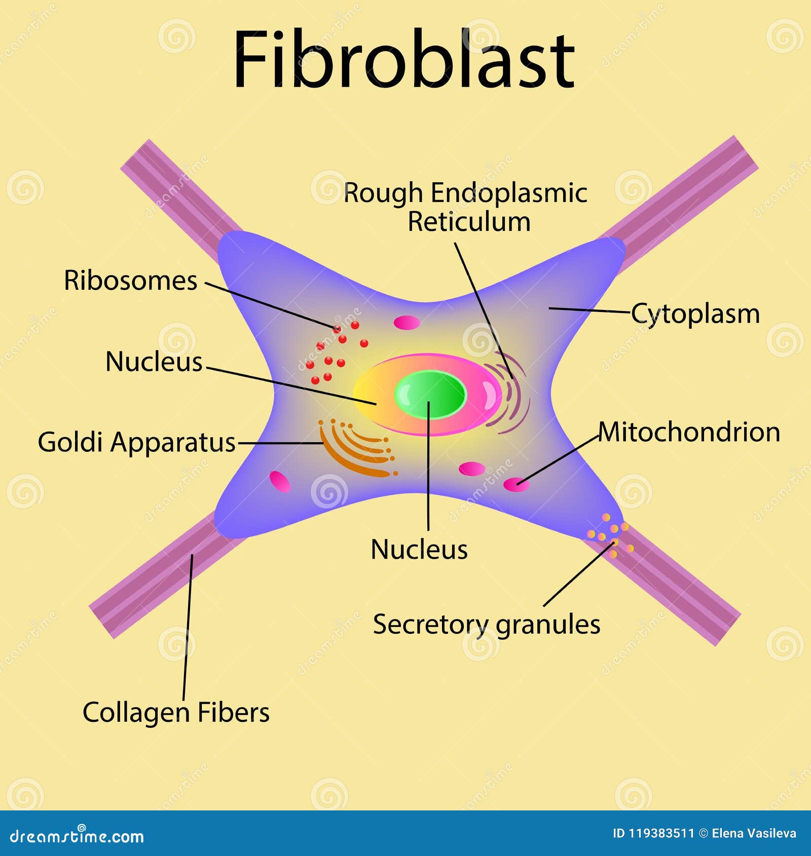De Fibroblast is Een Dermis Cel Structuur Van Fibroblastcel Vector ...
