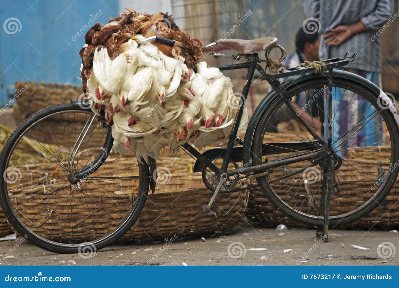 De Fiets van de kip stock afbeelding. Image of groen, dier - 7673217