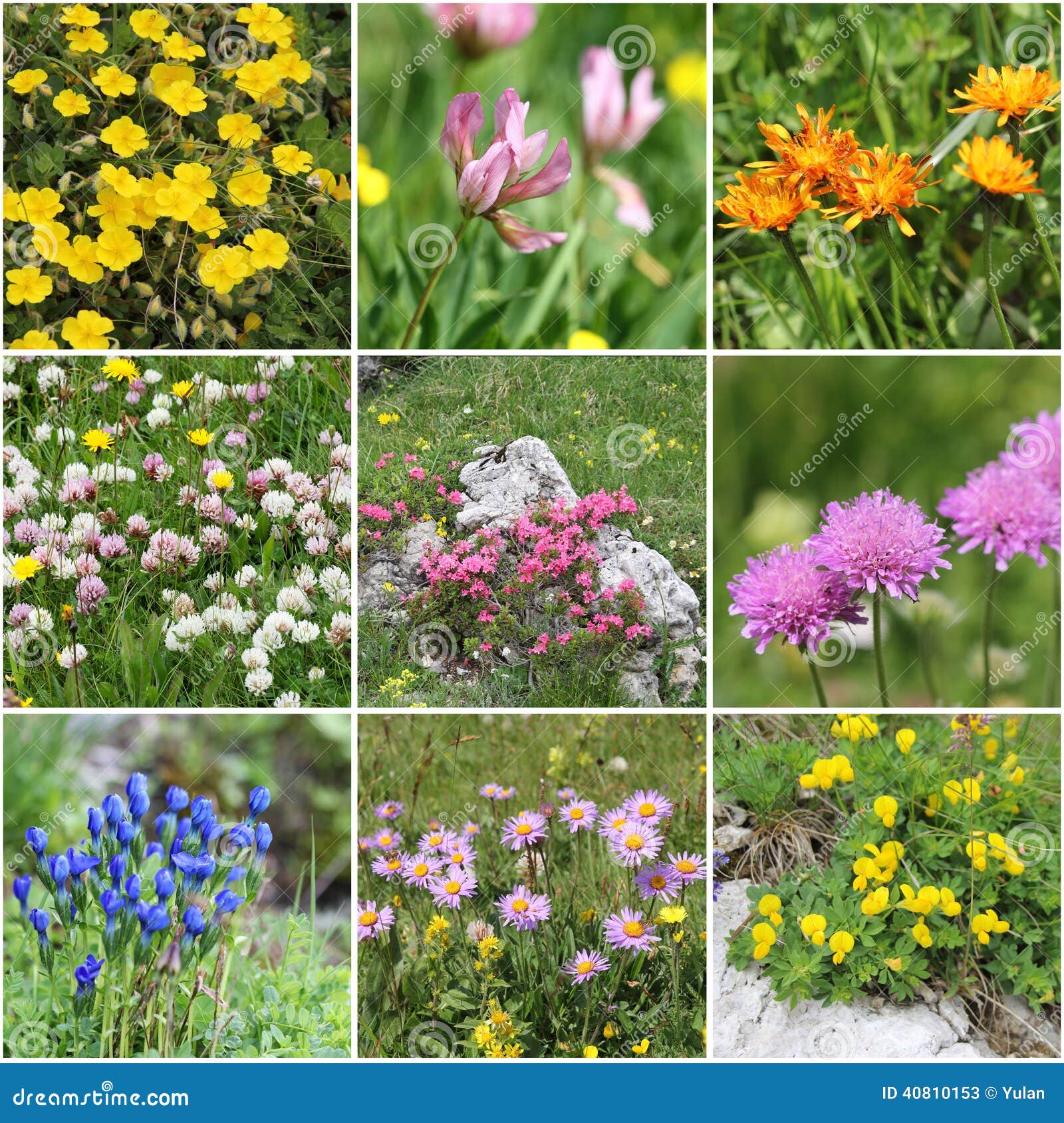 De Floracollage Van Alpen, Reeks 2 Stock Afbeelding - Image of baard ...