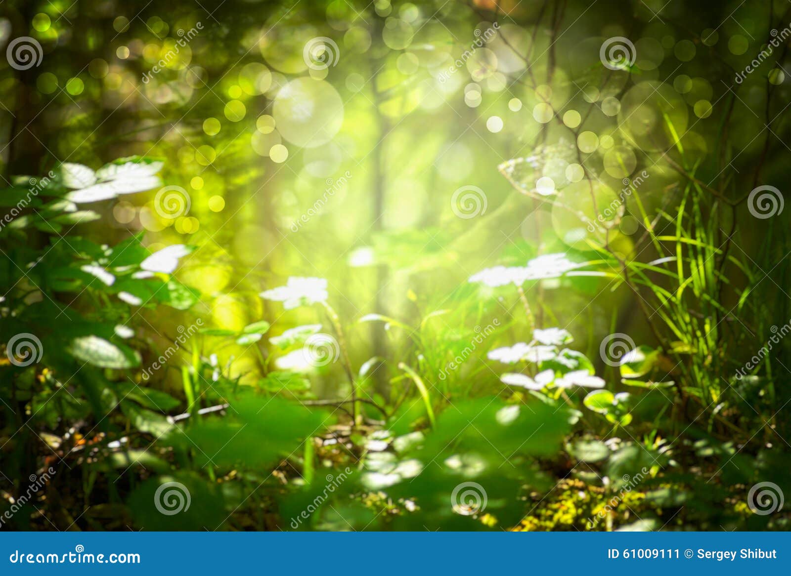 Sunlight Bokeh In The Defocused Leaves And Branches Of A Tree. Royalty ...