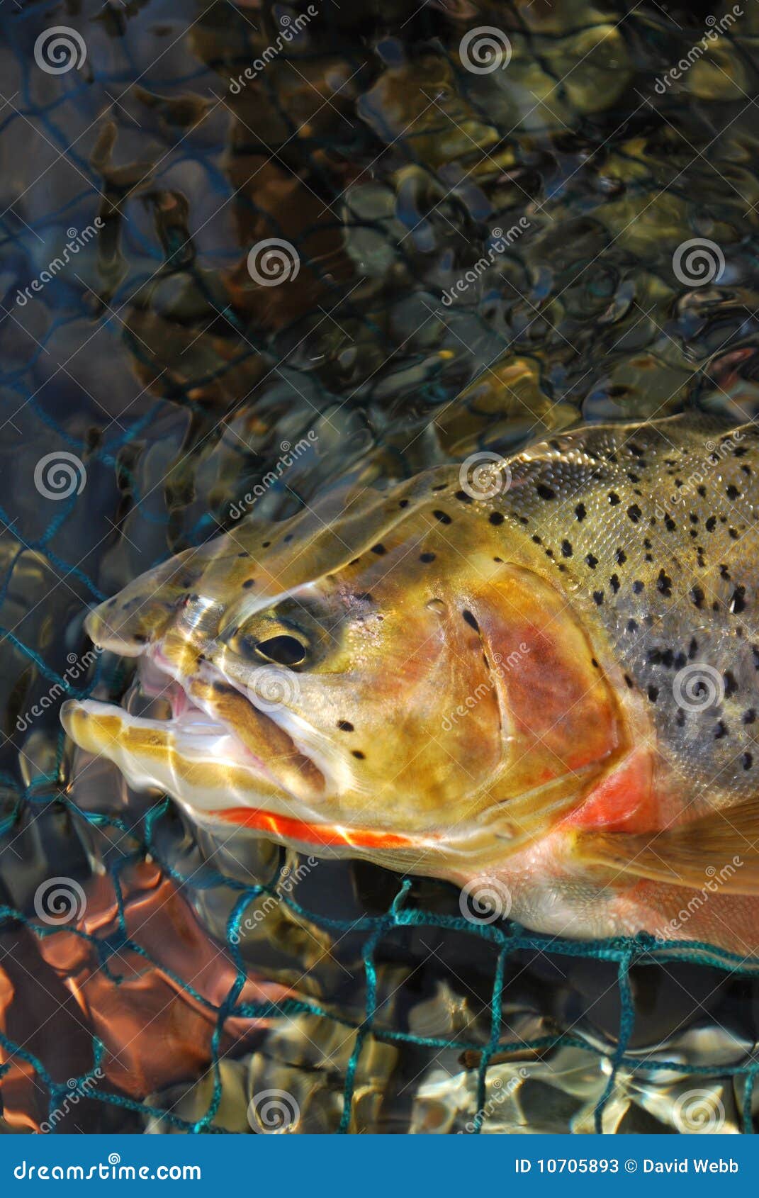 De Forel van de moordenaar stock afbeelding. Image of vissen - 10705893