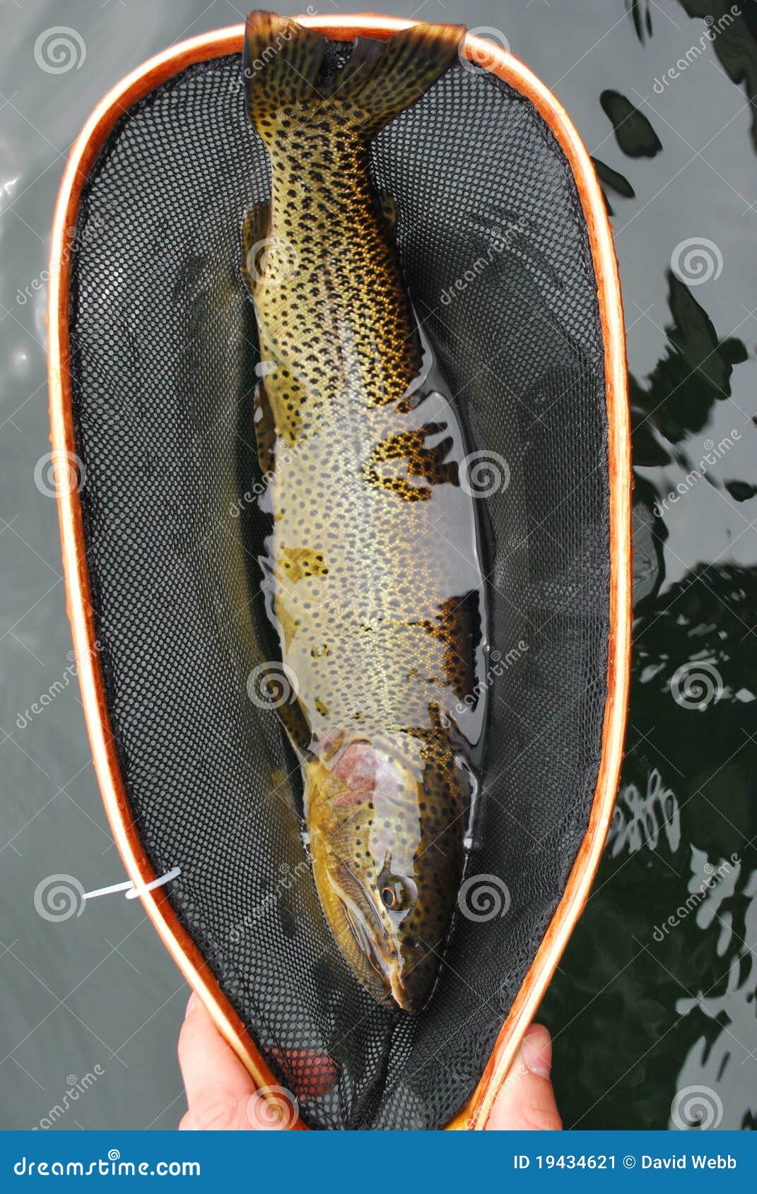 De Forel van de moordenaar stock afbeelding. Image of kieuwen - 19434621