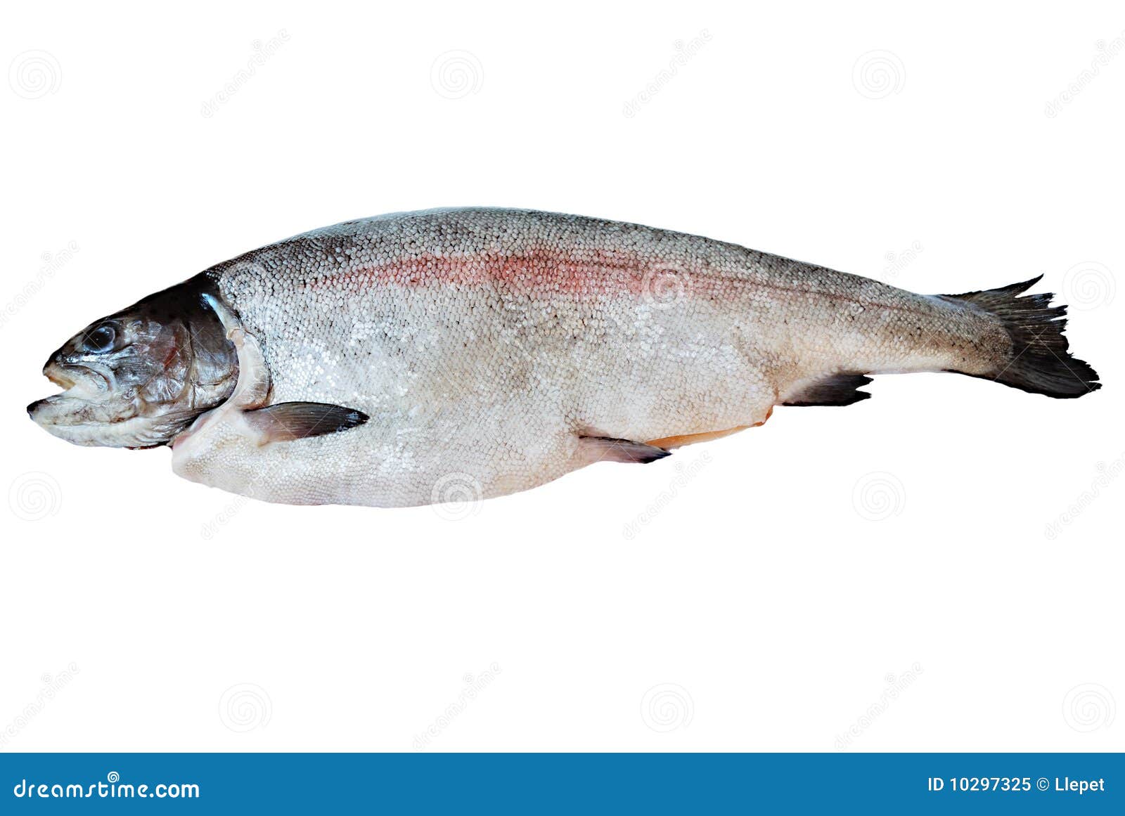 De forel van de regenboog stock afbeelding. Image of activiteit - 10297325