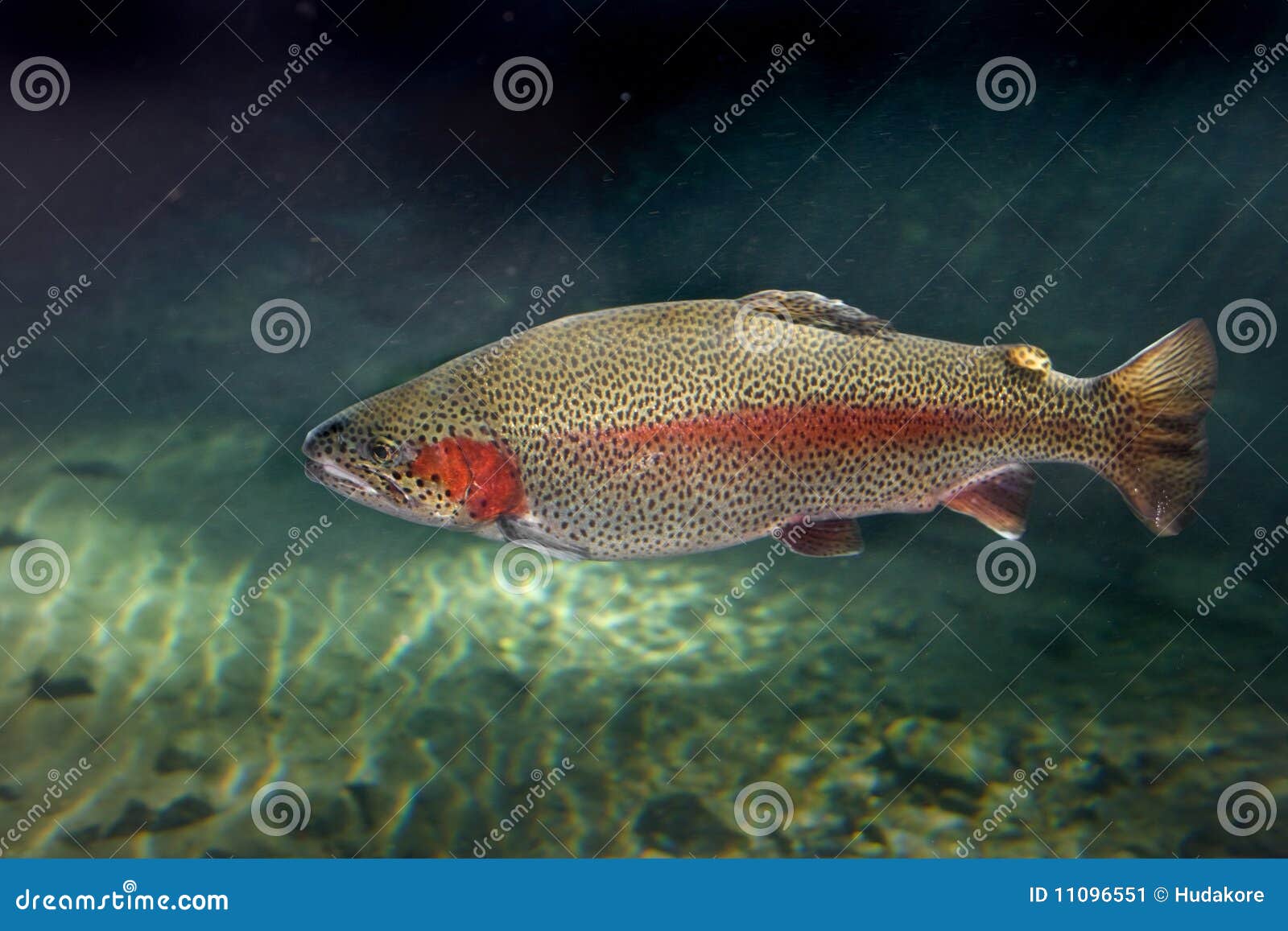 De Forel van de regenboog stock afbeelding. Image of dier - 11096551
