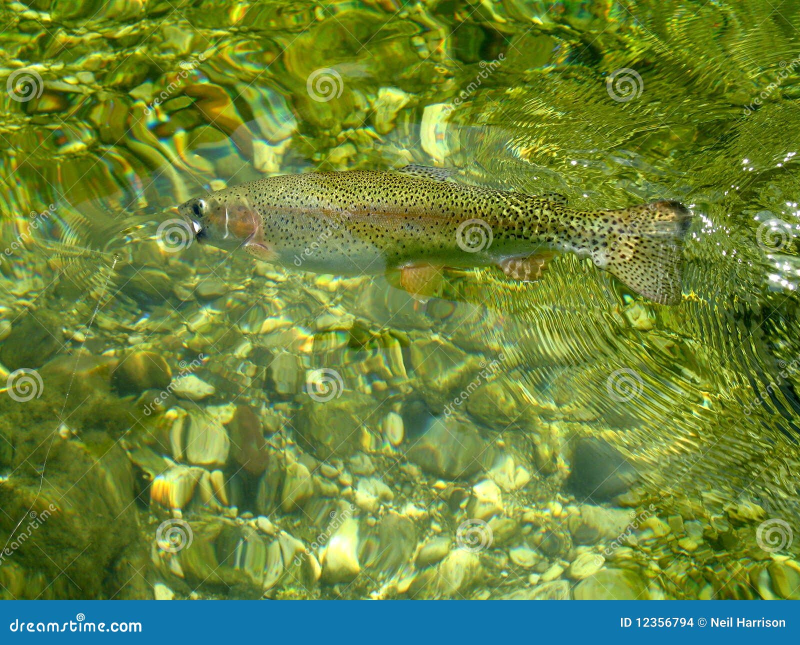 De Forel van de regenboog stock foto. Image of versie - 12356794