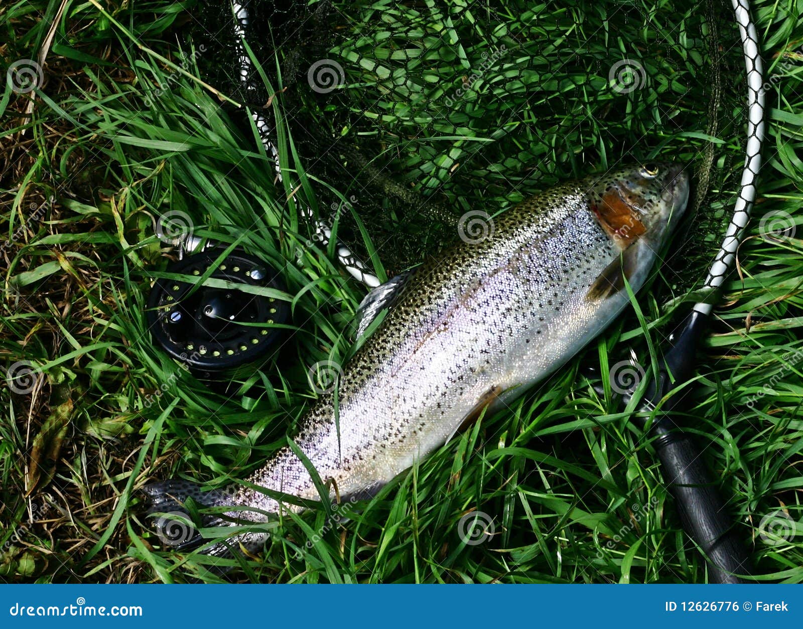 De forel van de regenboog stock foto. Image of forel - 12626776