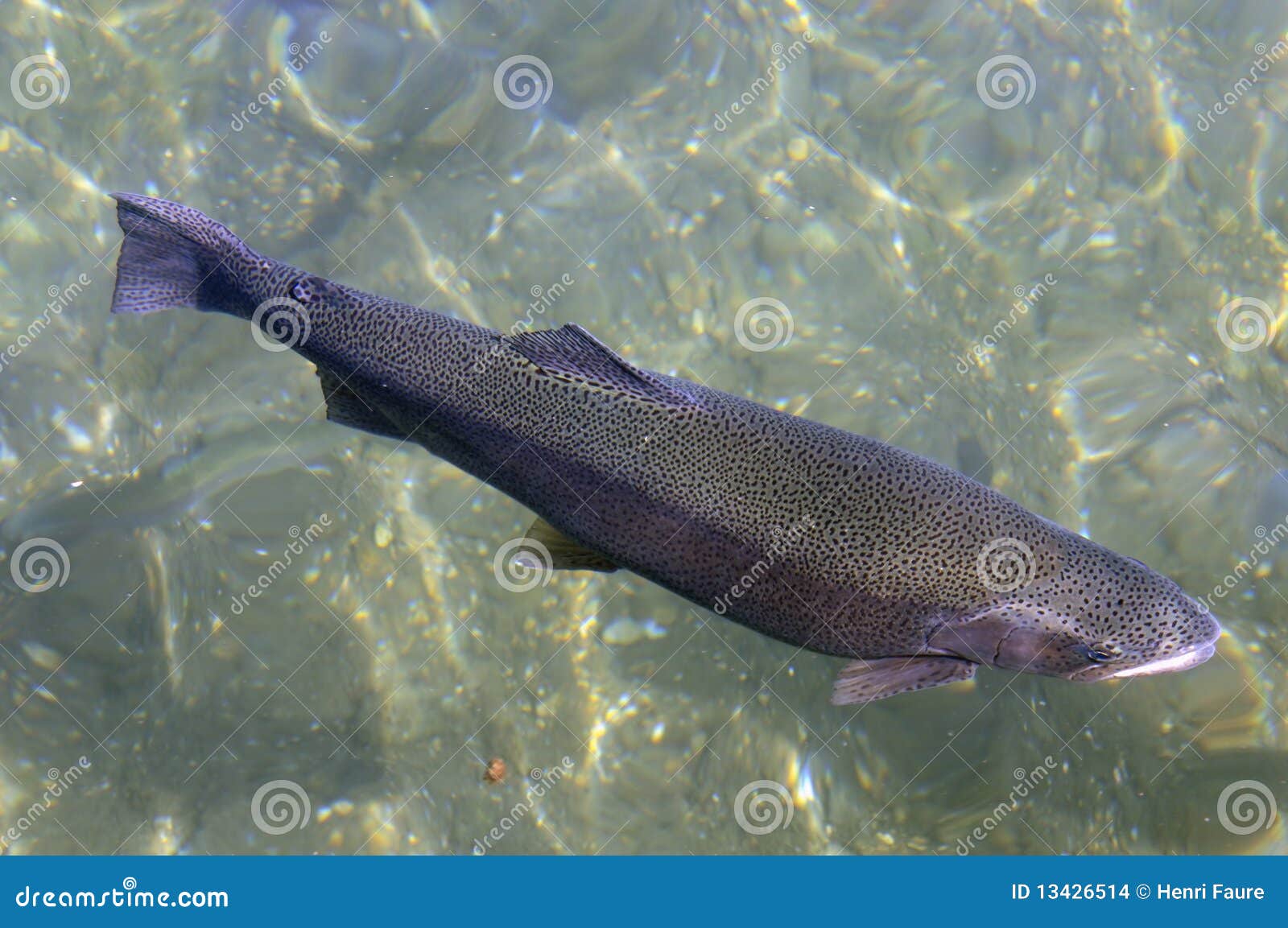 De forel van de regenboog stock foto. Image of vlees - 13426514