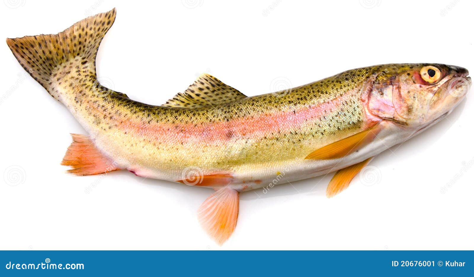De Forel van de regenboog stock afbeelding. Image of regenboog - 20676001