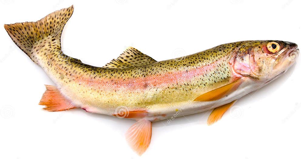 De Forel van de regenboog stock afbeelding. Image of regenboog - 20676001