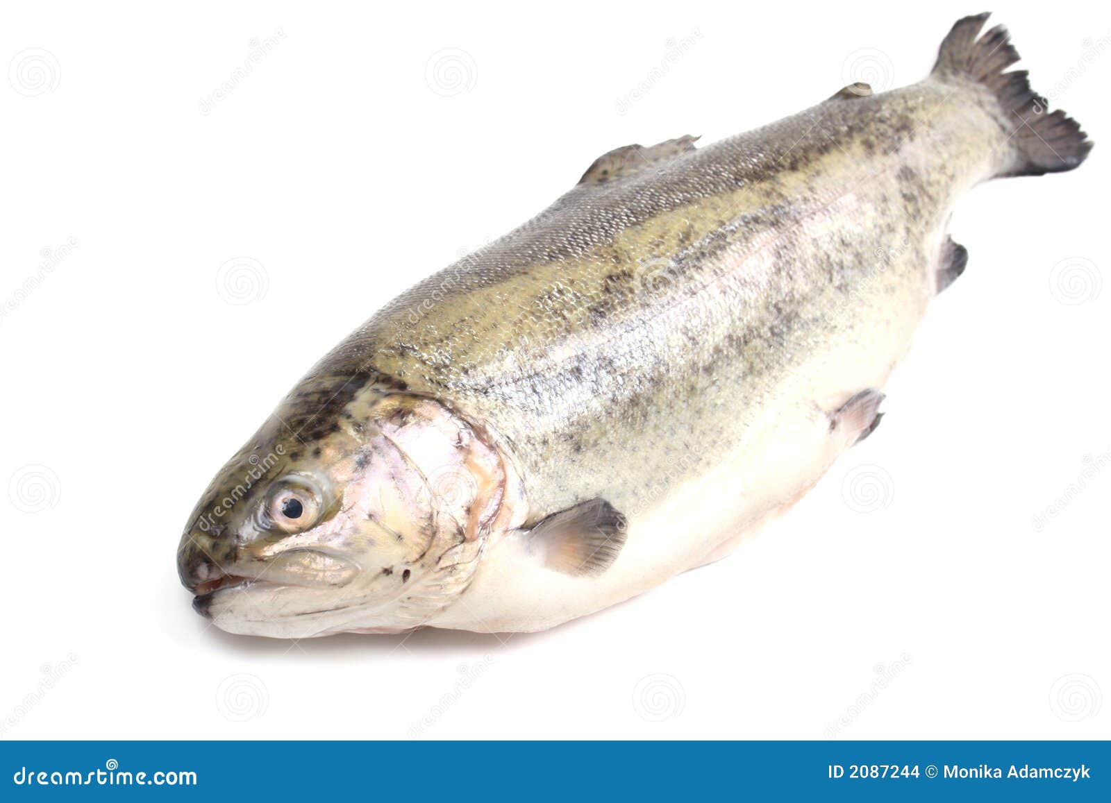 De forel van de regenboog stock foto. Image of regenboog - 2087244