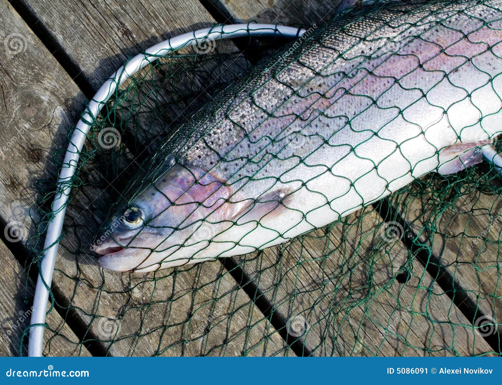 De forel van de regenboog stock afbeelding. Image of meer - 5086091