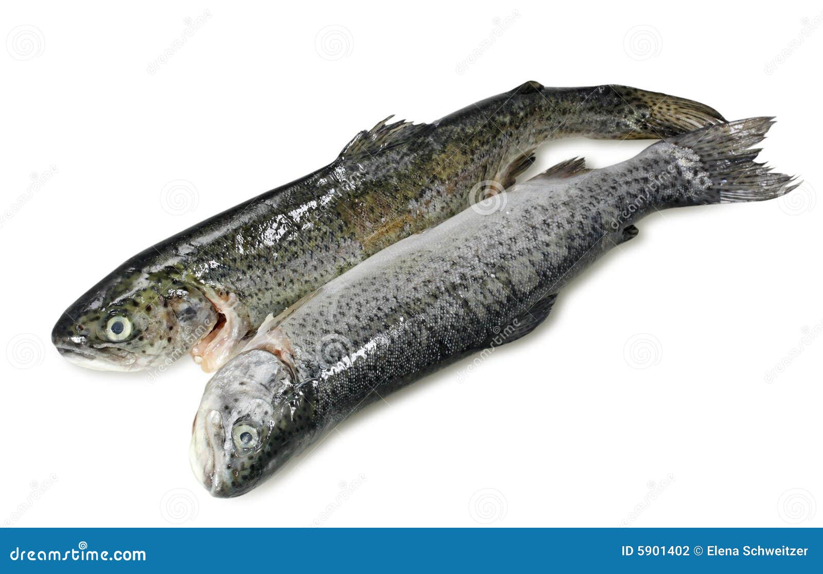 De forel van de regenboog stock foto. Image of stroom - 5901402