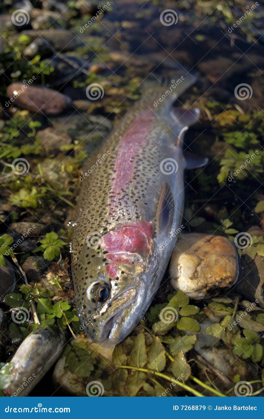 De forel van de regenboog stock afbeelding. Image of macro - 7268879