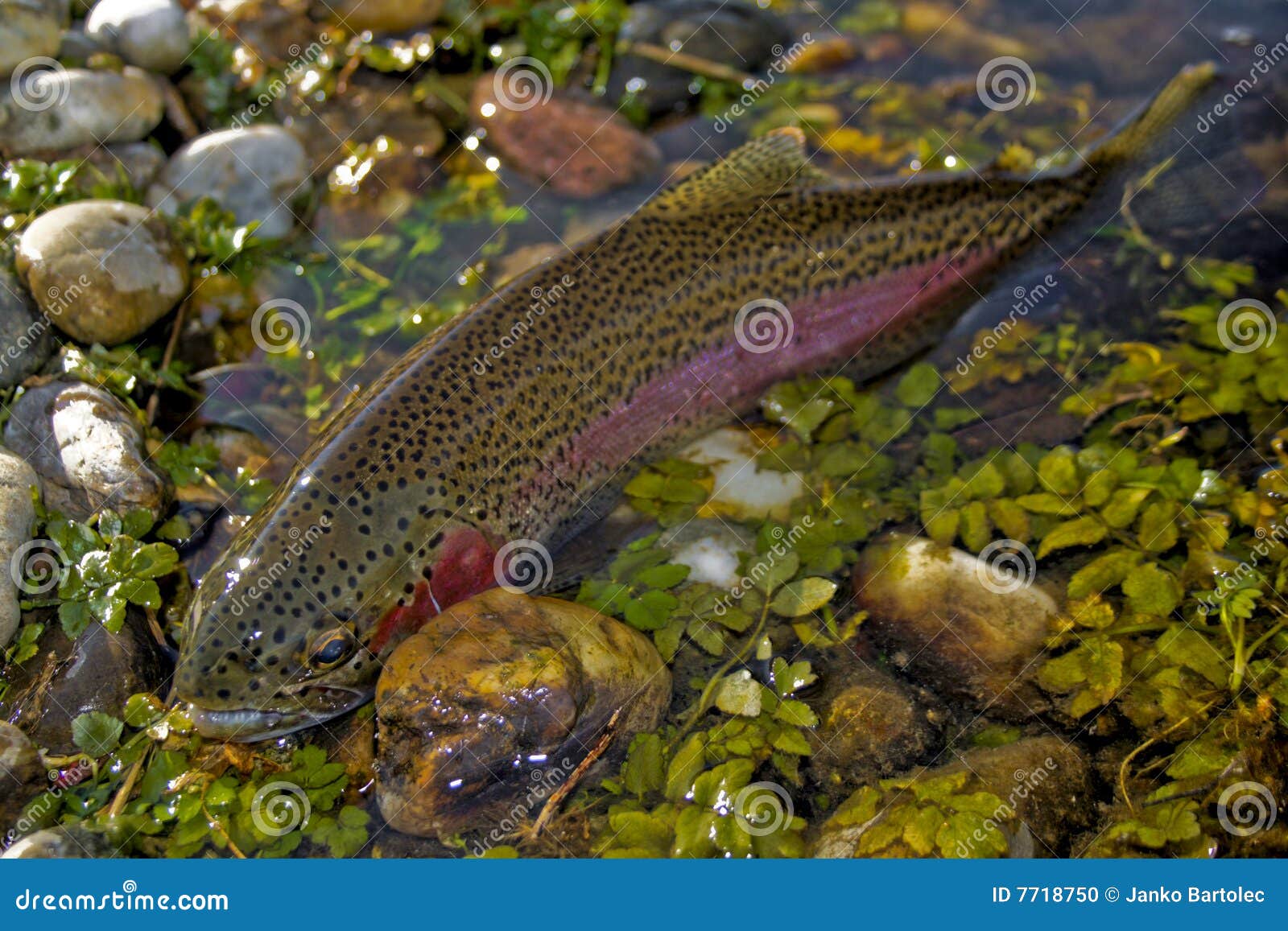 De forel van de regenboog stock foto. Image of regenboog - 7718750