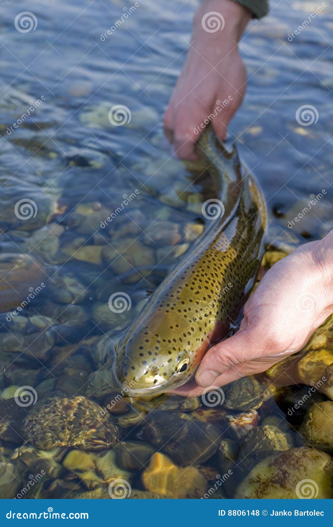 De forel van de regenboog stock foto. Image of visserij - 8806148