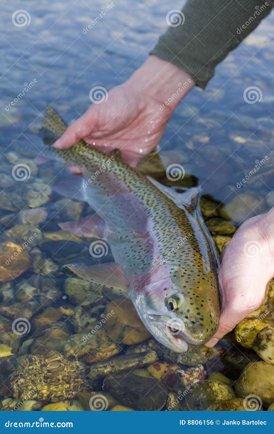 De forel van de regenboog stock foto. Image of versie - 8806156