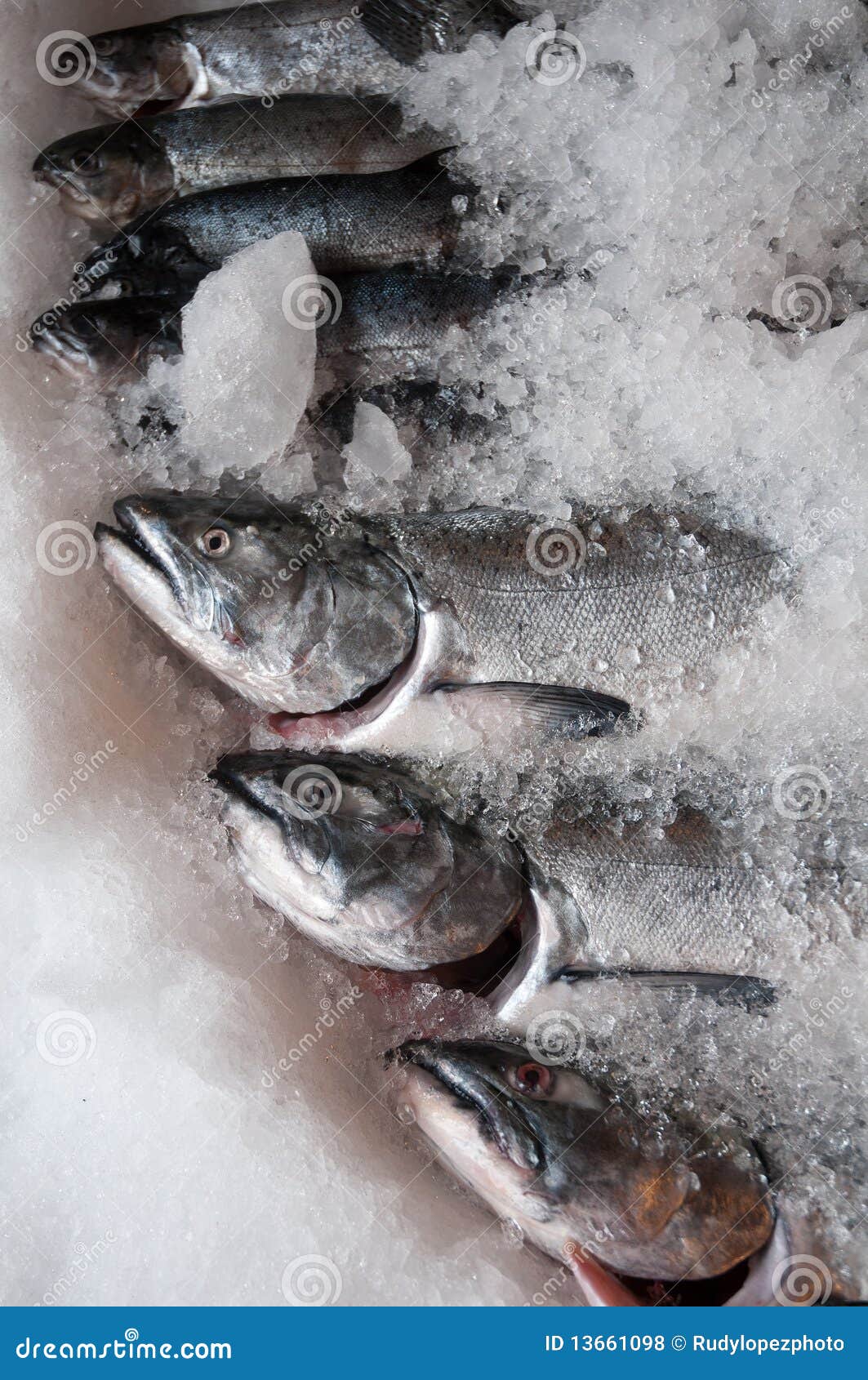 De Forel Van De Regenboog Op Ijs Stock Foto - Image of snoeken, seattle ...