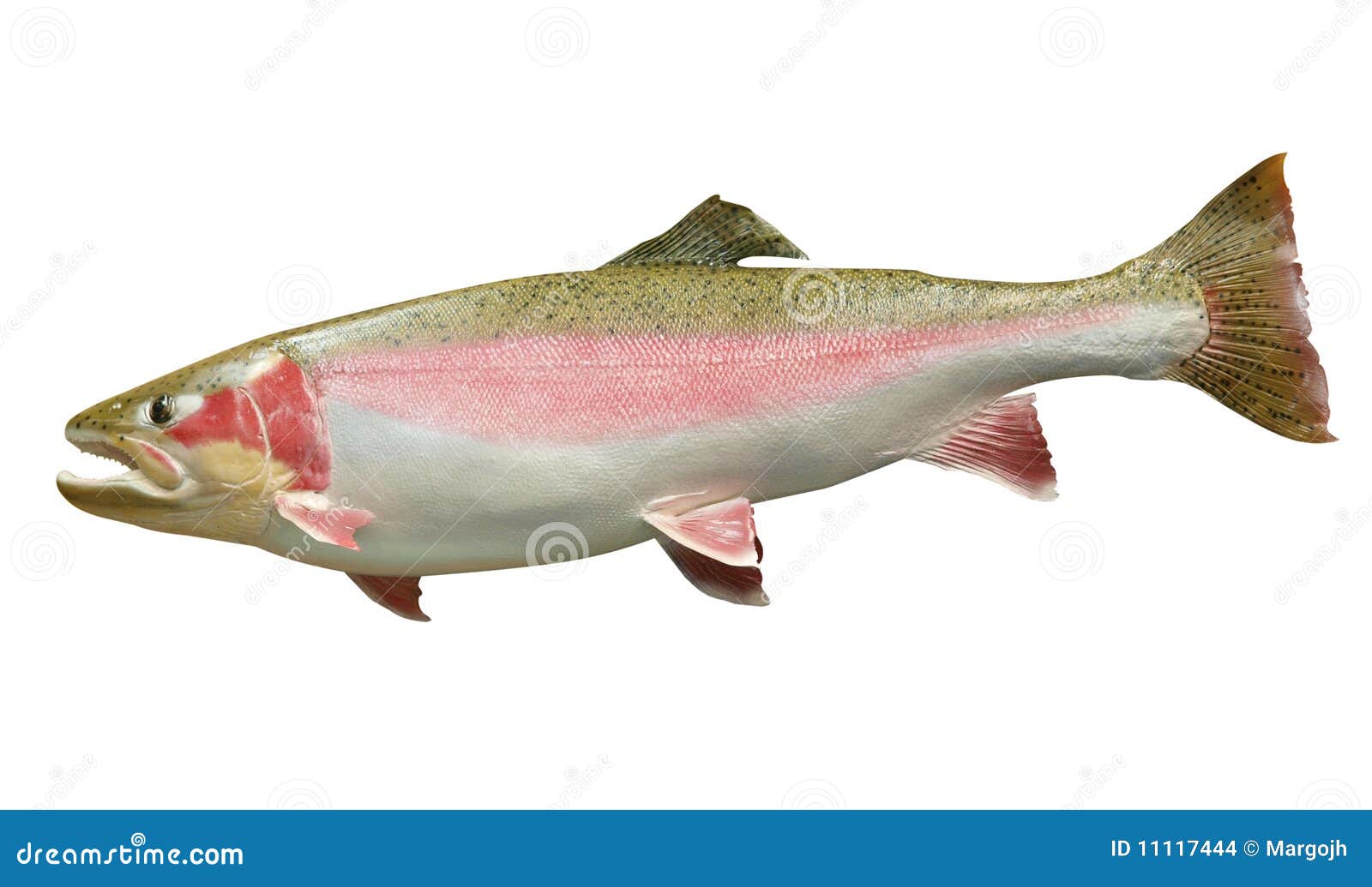 De Forel Van De Regenboog Van De Trofee Stock Foto - Image of forel ...
