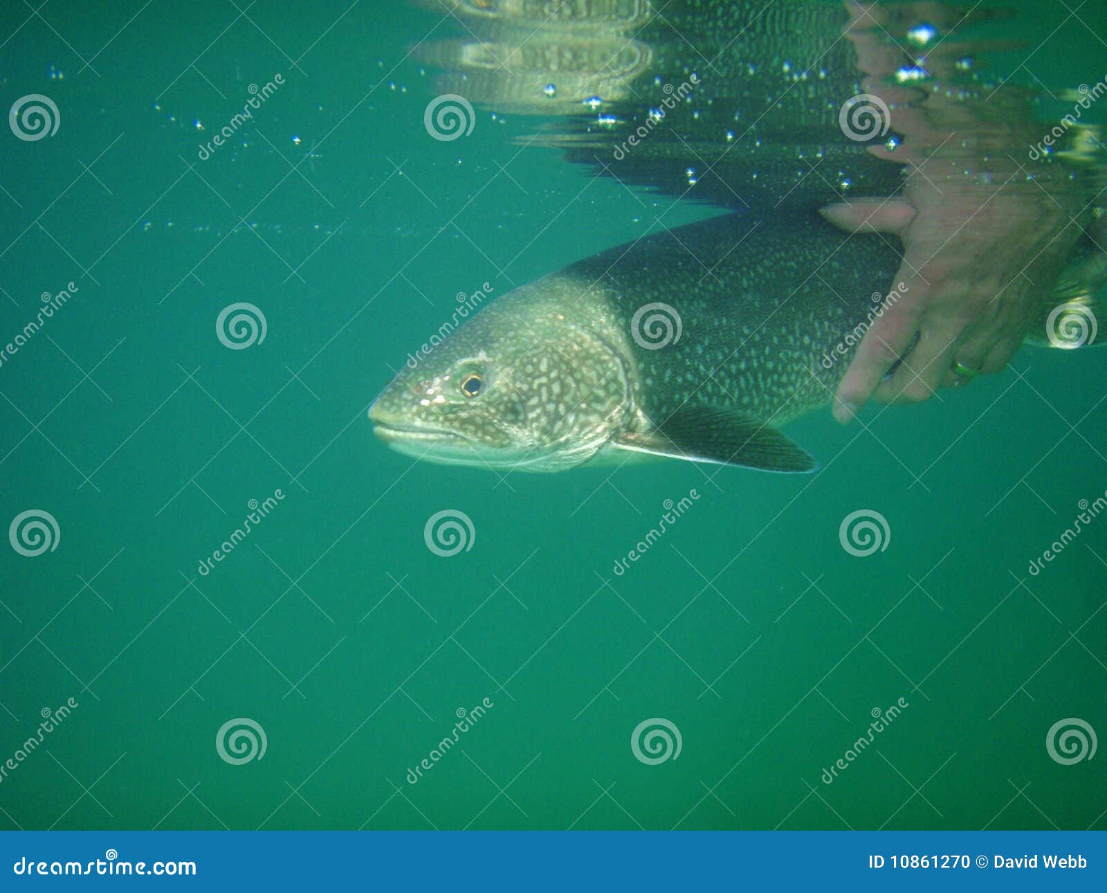 De Forel van het meer stock foto. Image of vlieg, klusje - 10861270