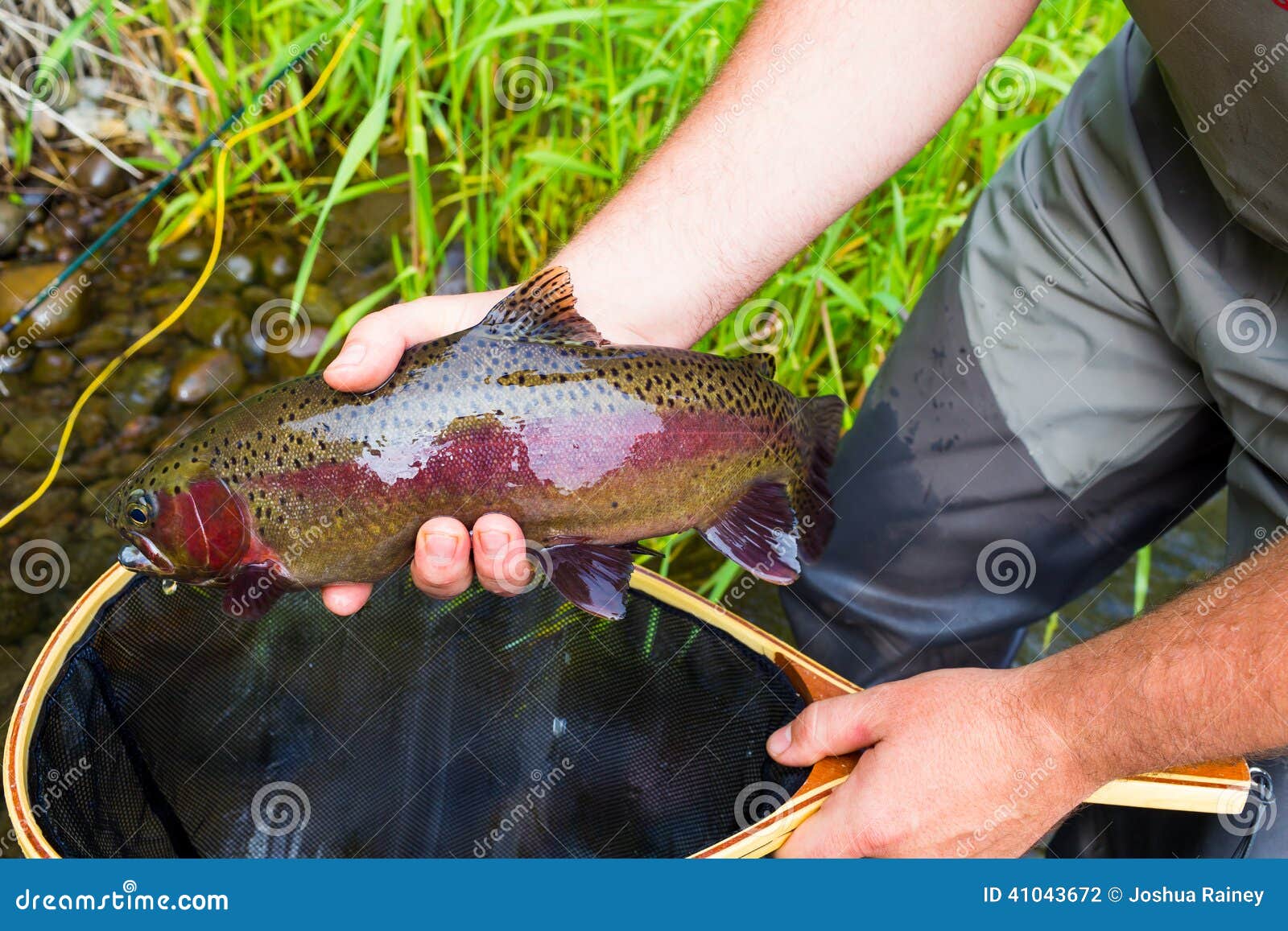 De Forel Van Holding Trophy Rainbow Van De Vliegvisser Stock Foto ...