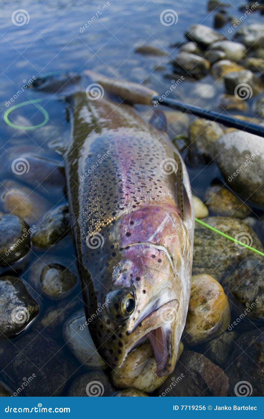 De forel van Rainbown stock foto. Image of nave, vangst - 7719256