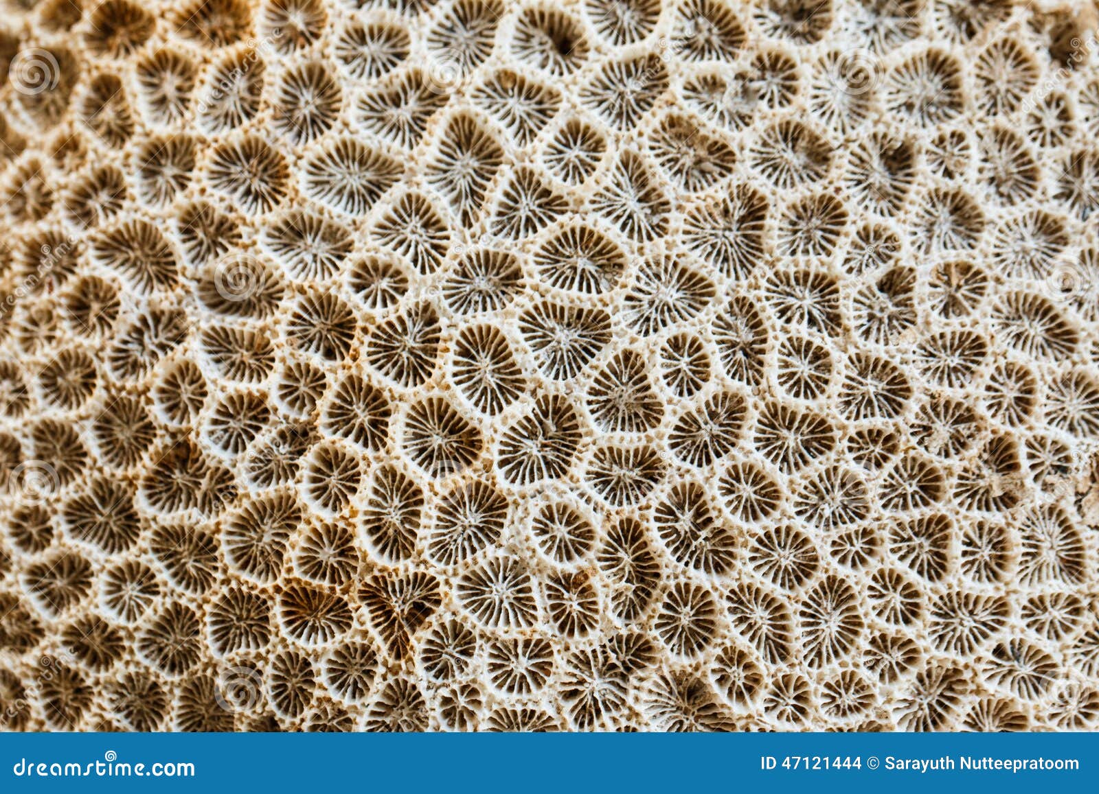 De Fossiele Textuur Van Het Koraal Stock Foto - Image of architectuur ...