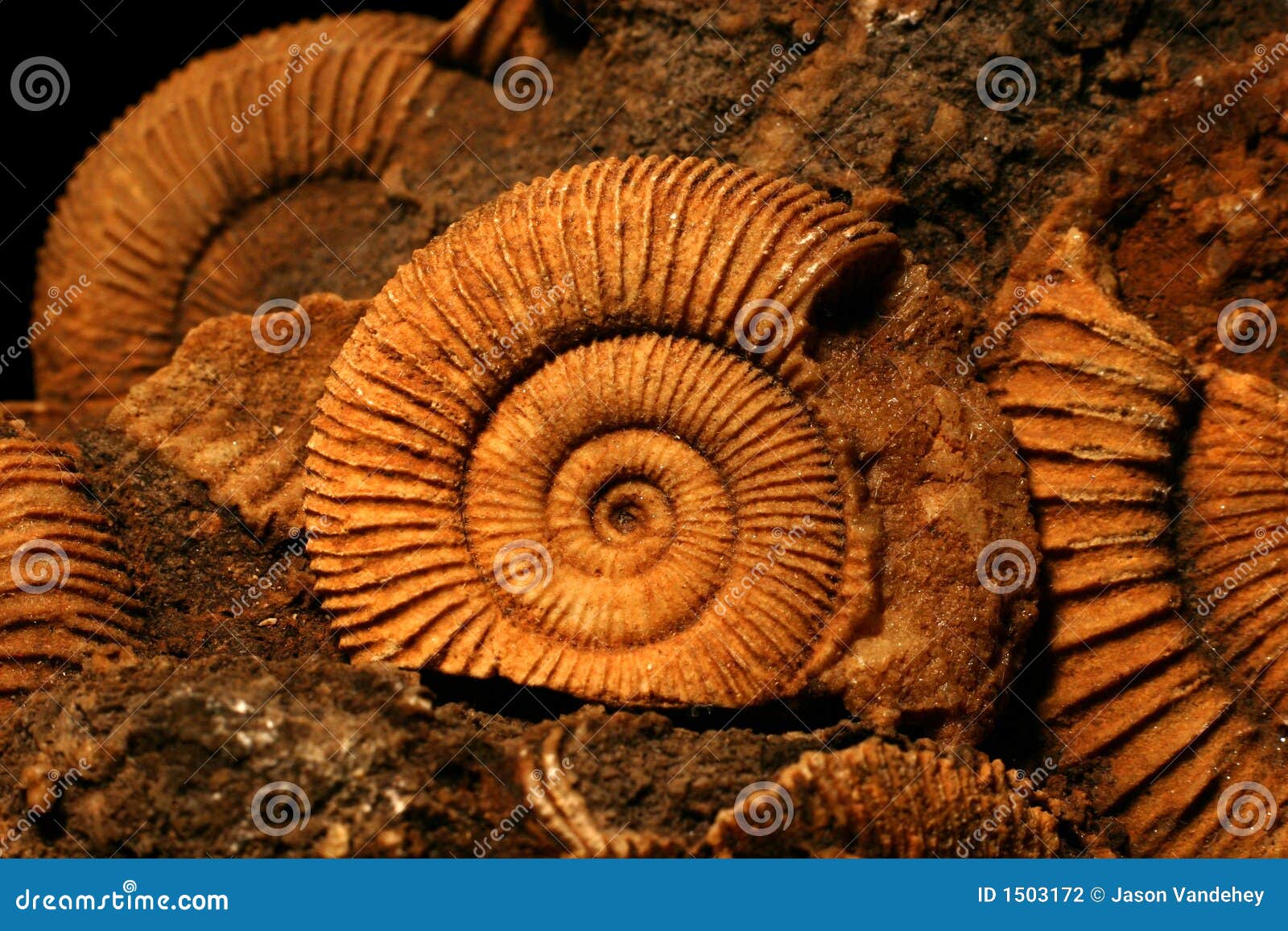 De Fossielen Van De Ammoniet Stock Foto - Image of nave, schelp: 1503172