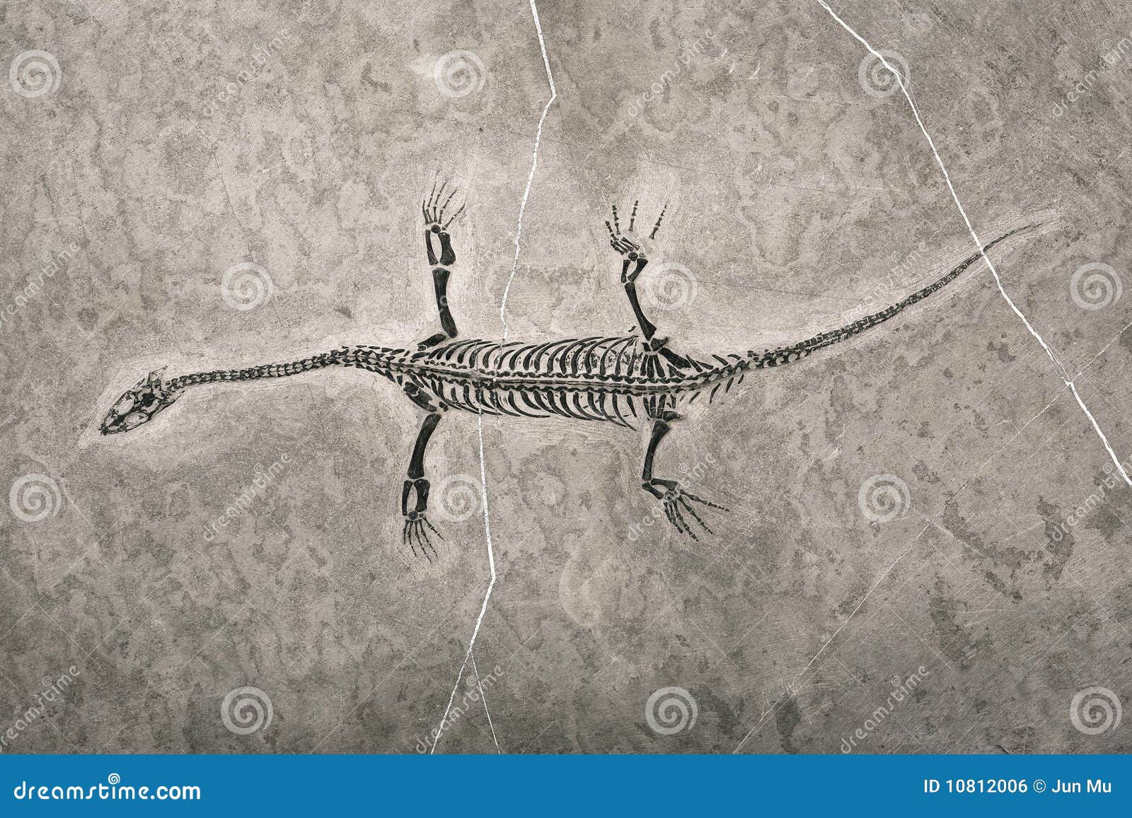 De Fossielen Van De Dinosaurus Stock Foto - Image of wetenschap, tenen ...