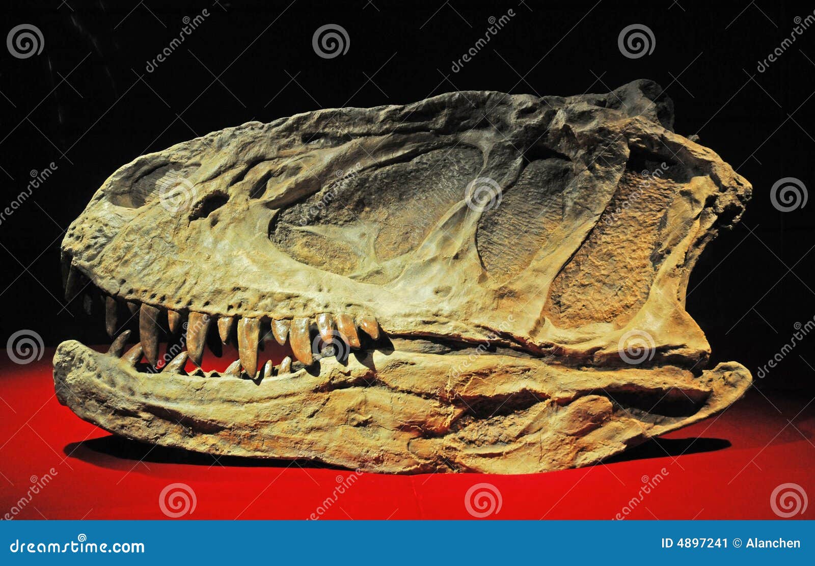 De Fossielen Van De Dinosaurus Stock Afbeelding - Image of dinosaurus ...